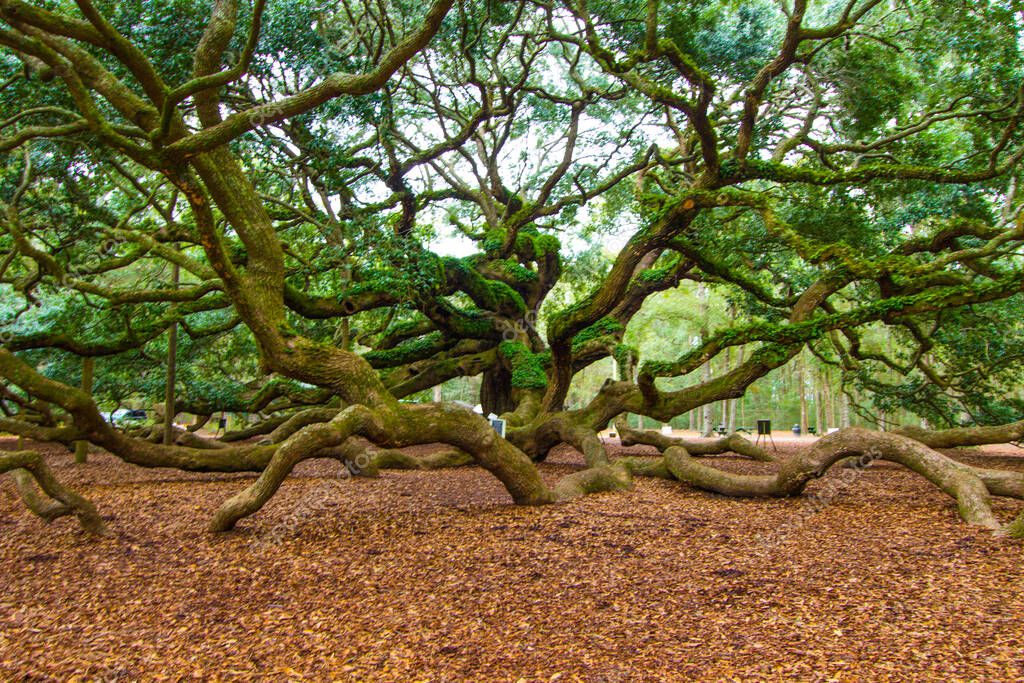 El Angel Oak Tree. El roble ángel es considerado como uno de los robles ...