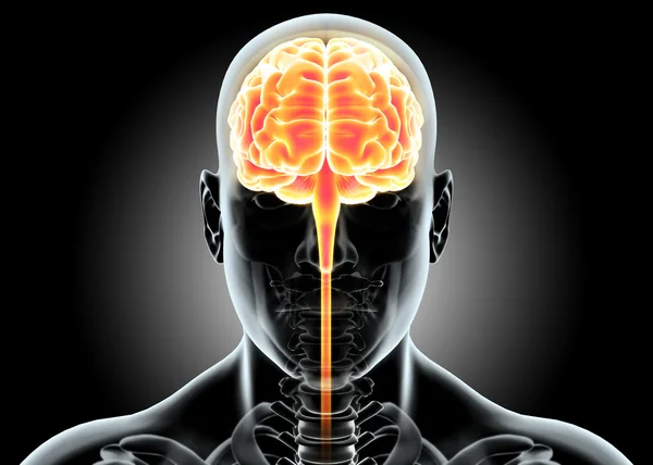 Human Internal Organic - Brain. Stock Photo by ©yodiyim 123350560