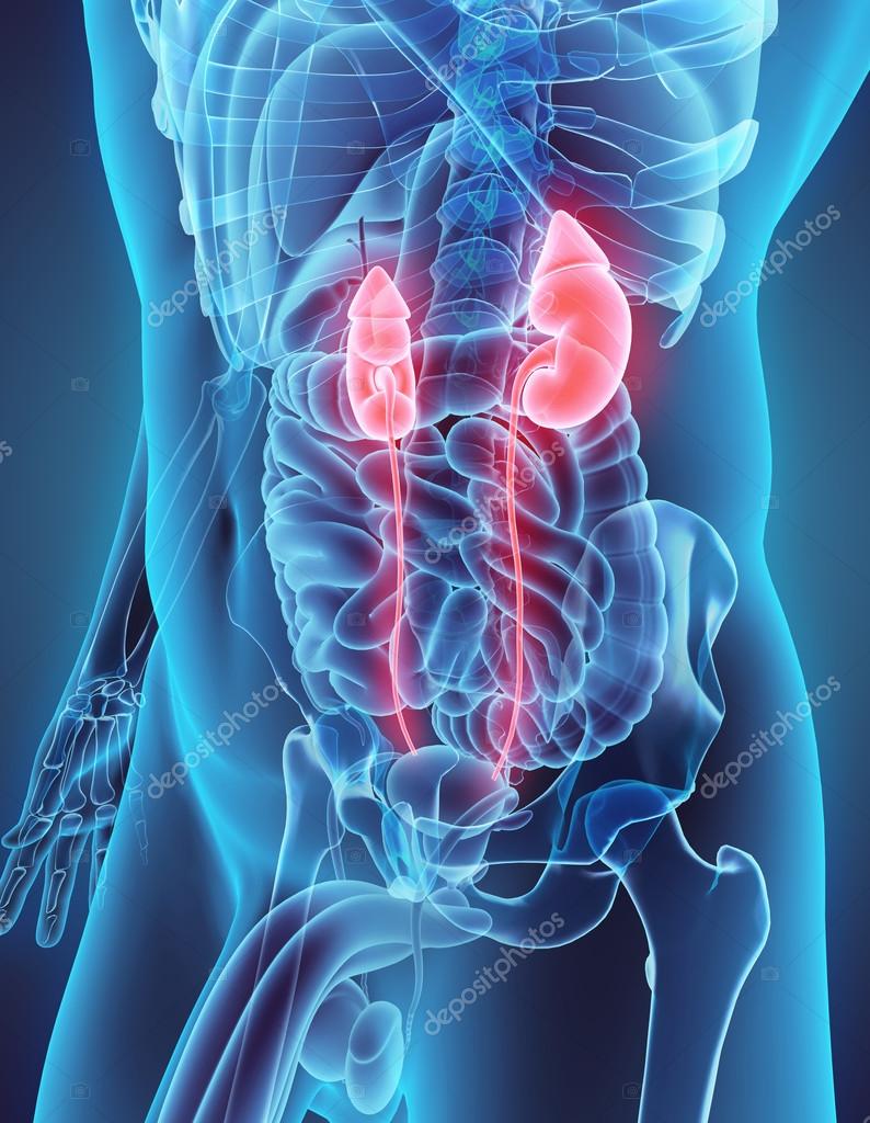 3D illustration of Urinary System. — Stock Photo © yodiyim #115920732