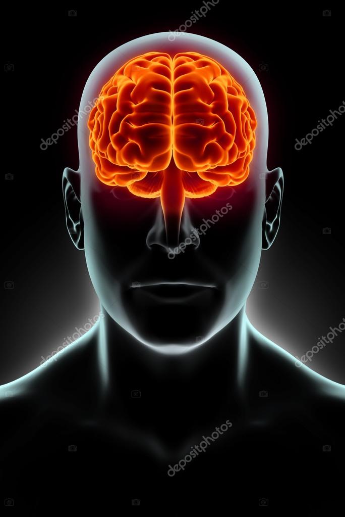 Human Internal Organic - Brain. Stock Photo by ©yodiyim 123350560