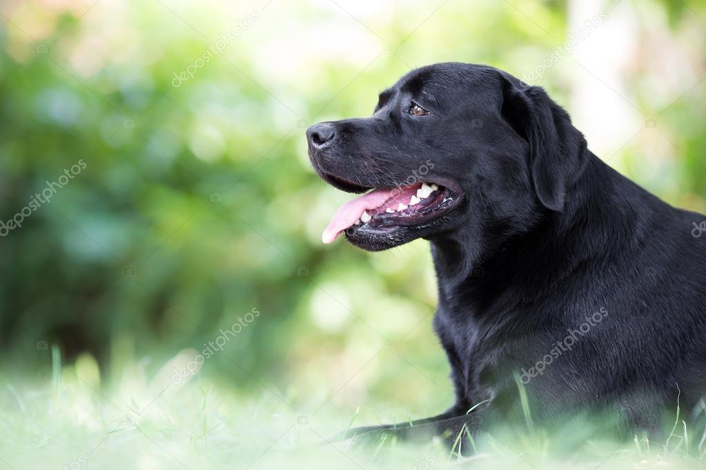 Profile of black labrador retriever dog — Stock Photo © Lunja87 #115449562