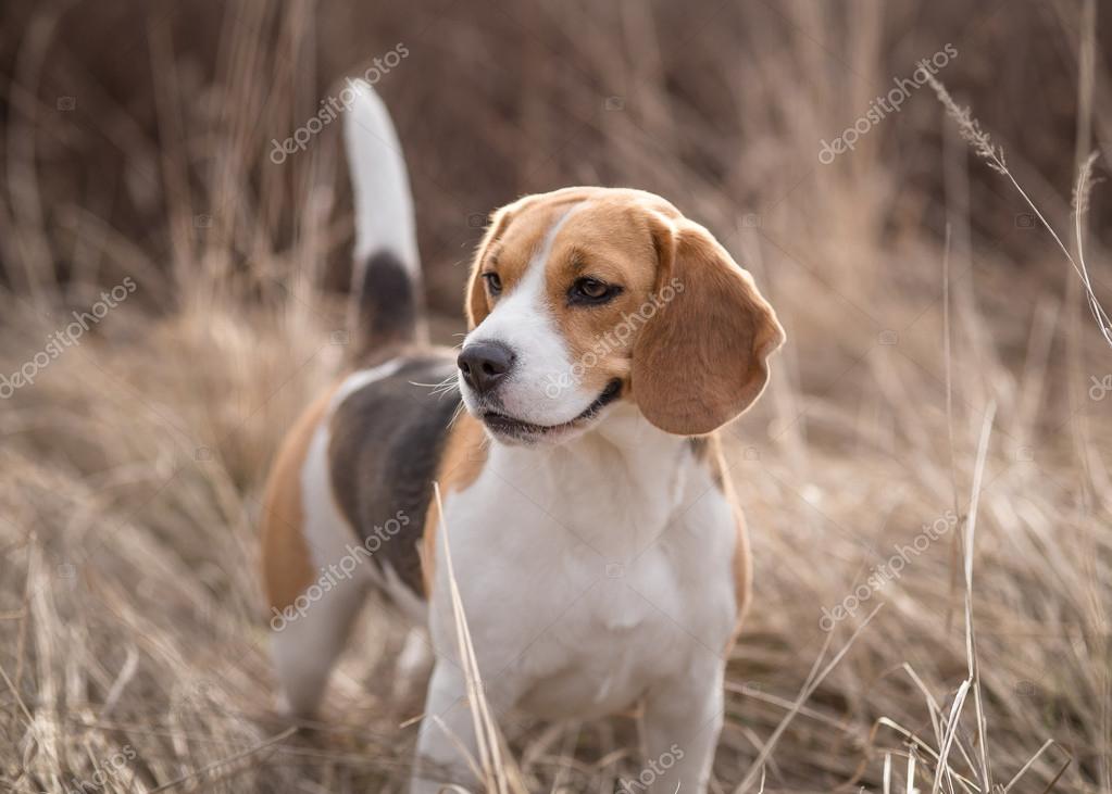 Pes Beagle v přírodě — Stock Fotografie © Lunja87 #59288935