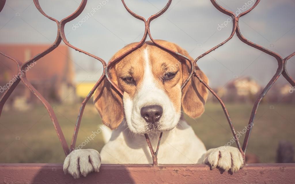 Sad dog looking through gate Stock Photo by ©Lunja87 69963569