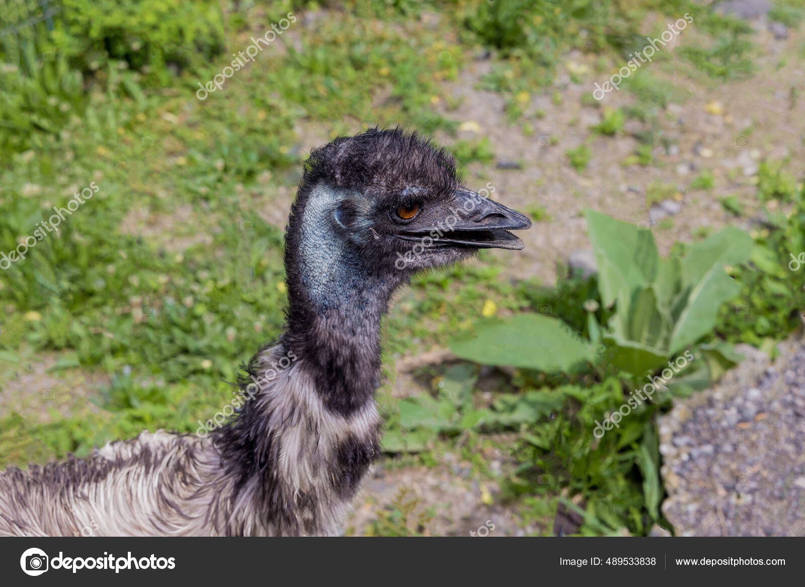 Australian Emu Baby