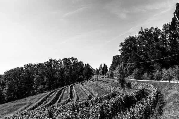 The vineyards of Buttrio in a summer day. Collio Friulano, Udine ...