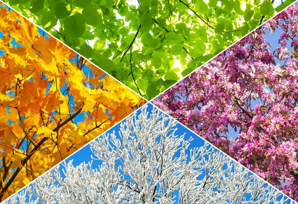 Collage of four tree pictures representing each season: spring, summer ...