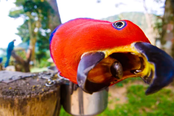 Screaming bird Stock Photos, Royalty Free Screaming bird Images ...