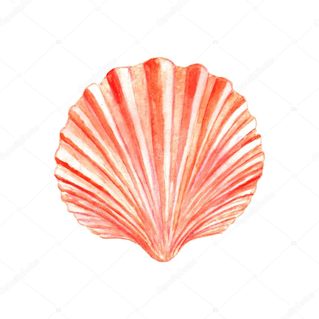 Seashell watercolor illustration Stock Vector by ©Favetelinguis199 79566798