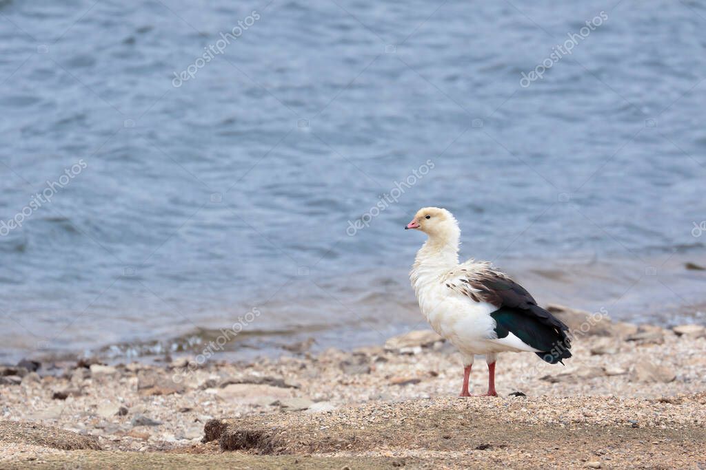 GOOSA ANDINA (Oressochen melanopterus), hermoso pájaro altoandino ...