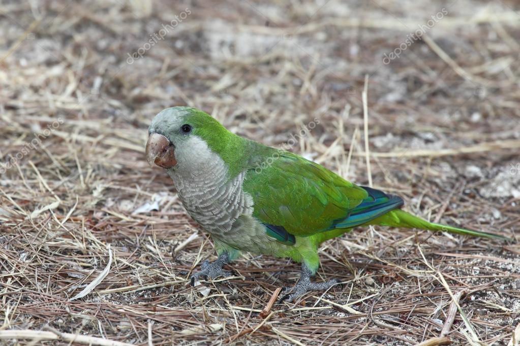 Perico monje — Foto de stock © SemenovIgor #52387245