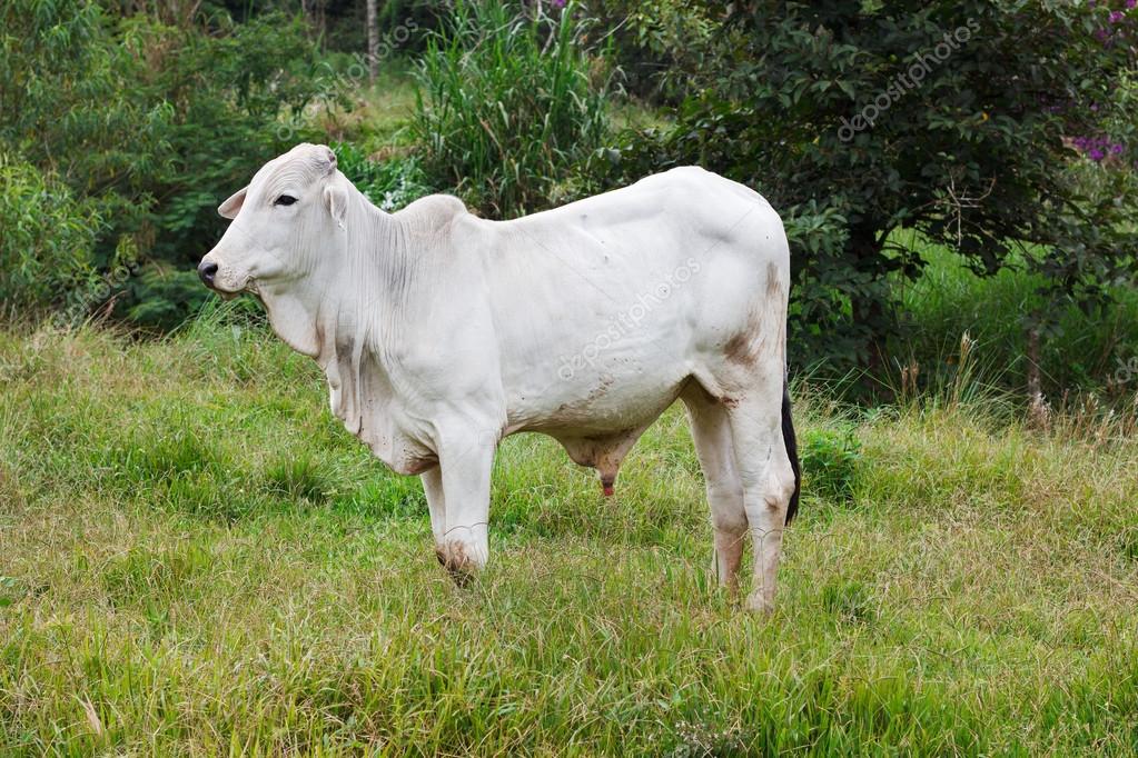 Nellore - brazilian beef cattle bull in field — Stock Photo © jantroyka ...