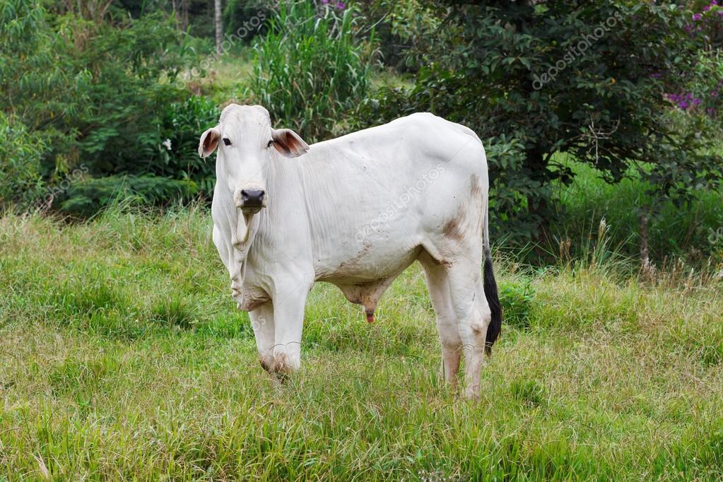 Nellore - brazilian beef cattle in field, white bull — Stock Photo ...