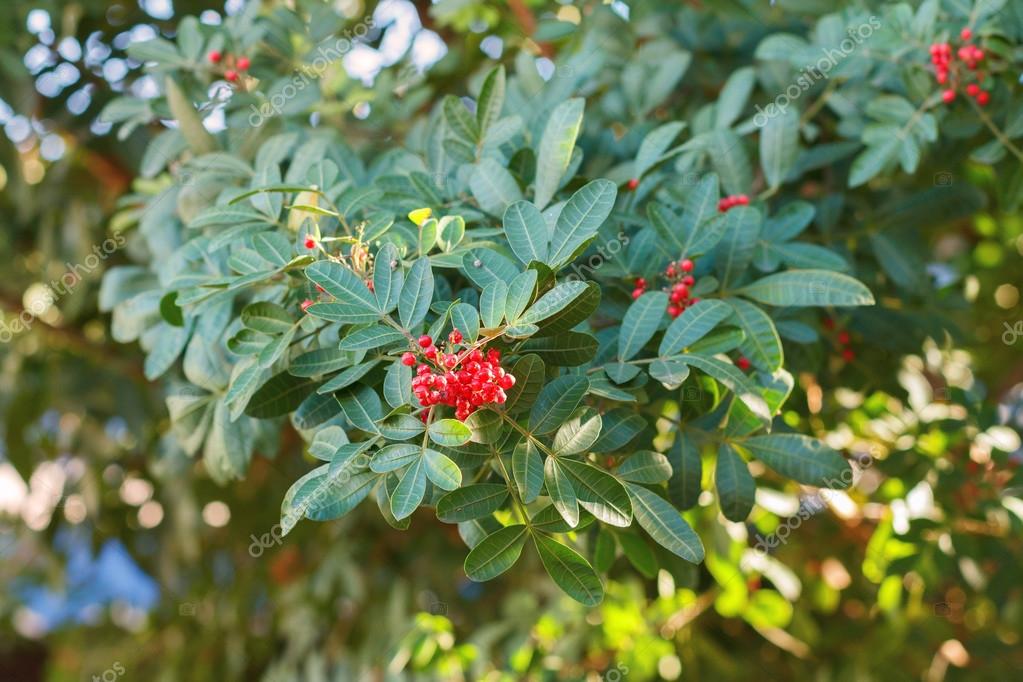 Schinus terebinthifolius, Brazilian pepper, aroeira, rose pepper ...