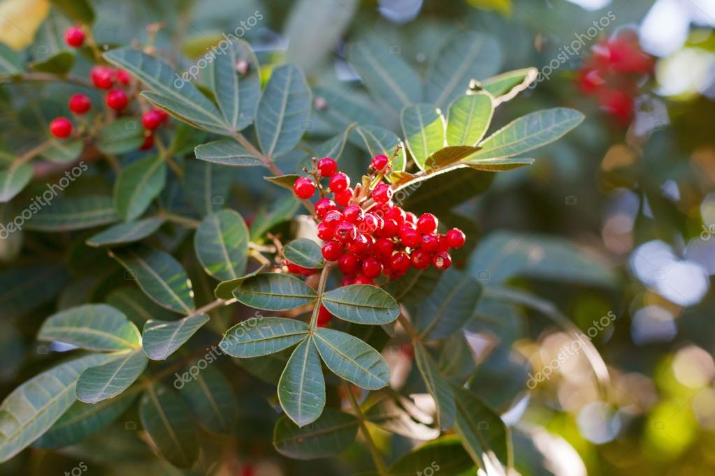 Schinus terebinthifolius, Brazilian pepper, aroeira, rose pepper ...
