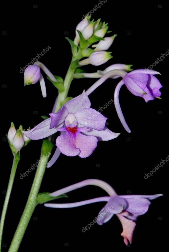 Calanthe sylvatica Stock Photo by ©panuruangjan 55969291