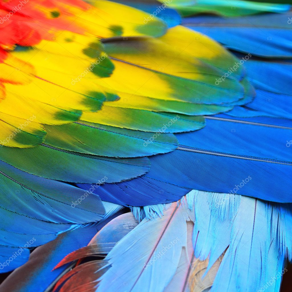 Prettiest Bird Feathers