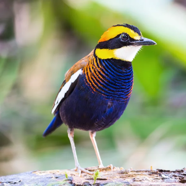 Male Malayan Banded Pitta Stock Photo by ©panuruangjan 41009225