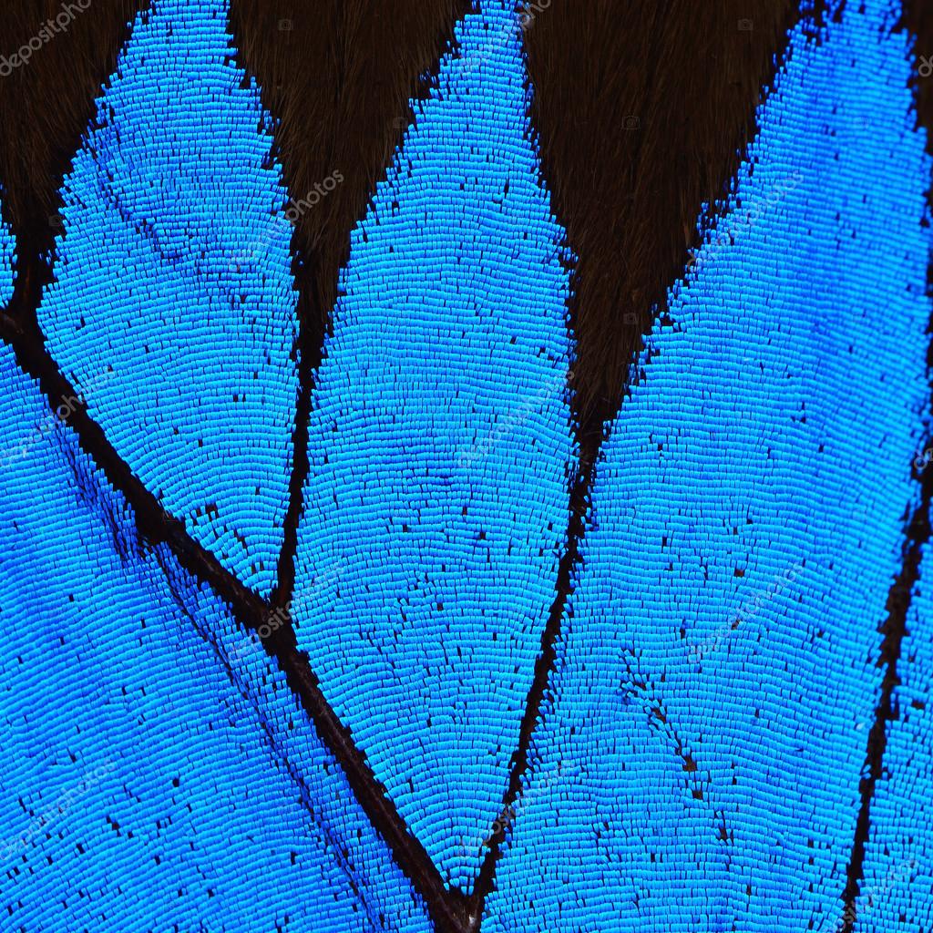 Blue butterfly wing Stock Photo by ©panuruangjan 74421375