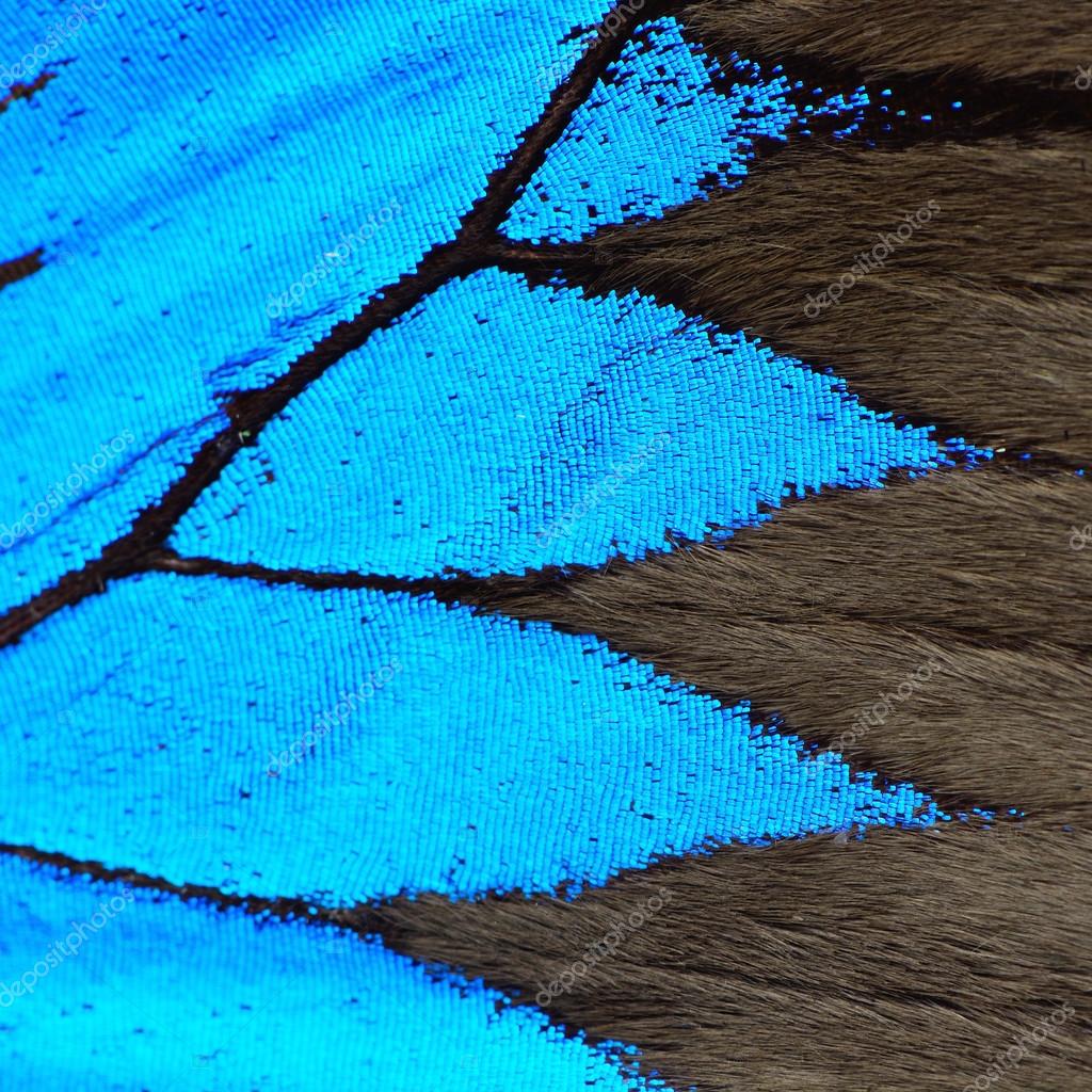 Blue butterfly wing Stock Photo by ©panuruangjan 74421387