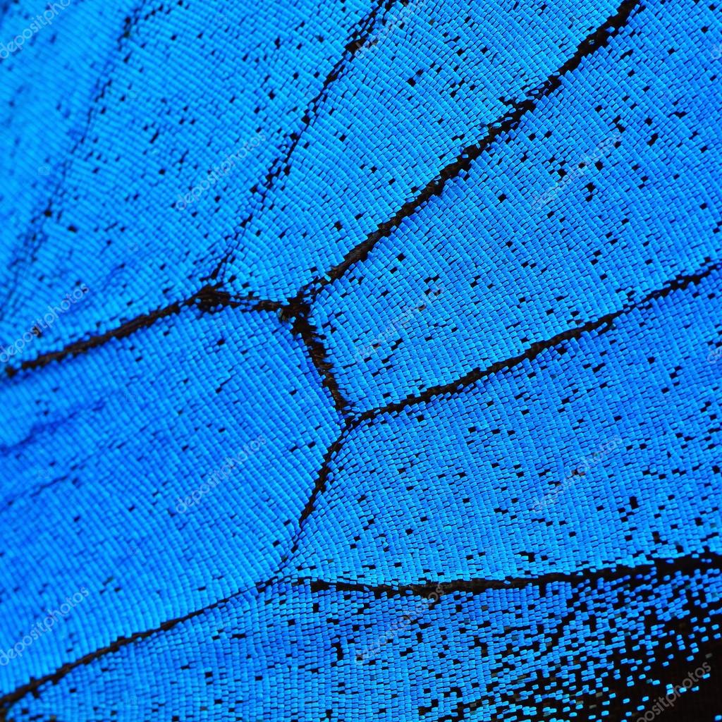 Blue butterfly wing Stock Photo by ©panuruangjan 74421407