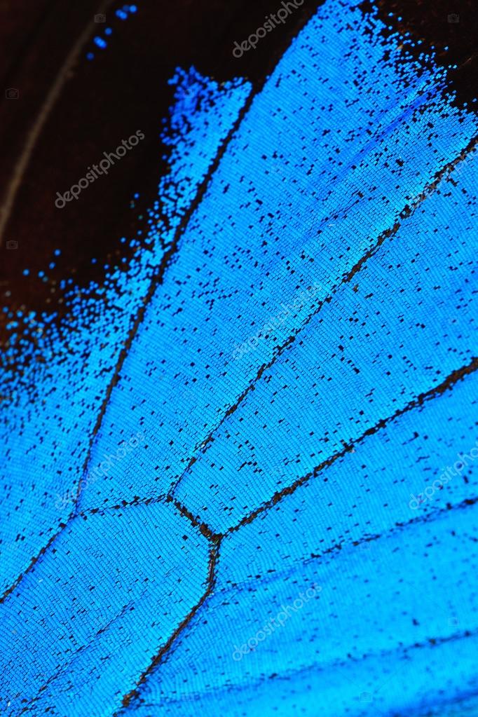 Blue butterfly wing Stock Photo by ©panuruangjan 75541871