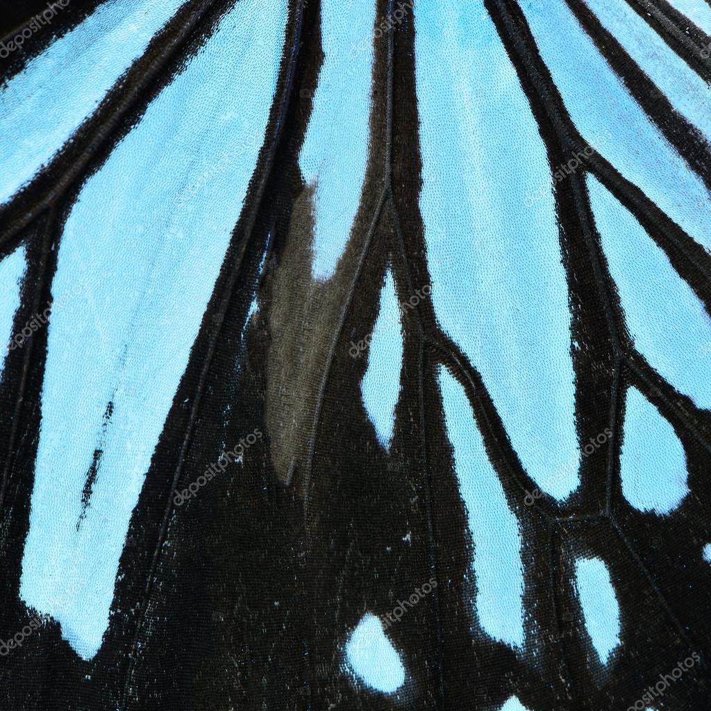 Butterfly Wing Pattern Close Up