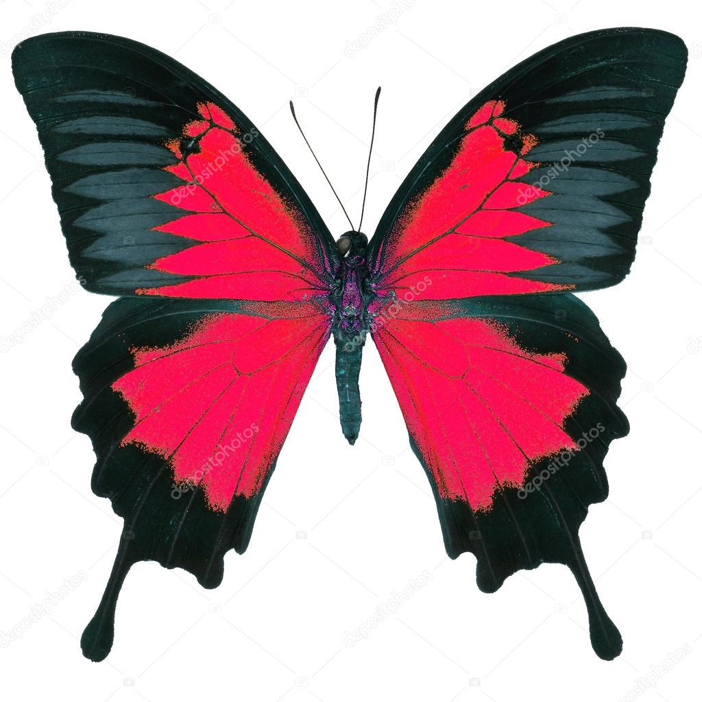 Fancy butterfly isolated on white Stock Photo by ©panuruangjan 76113801