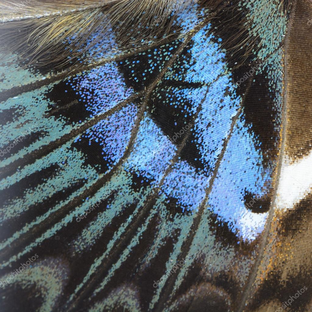 Blue butterfly wing Stock Photo by ©panuruangjan 77451684