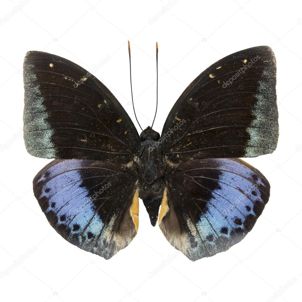 Male Common Archduke butterfly Stock Photo by ©panuruangjan 82214814