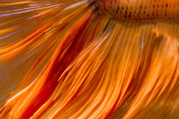 Pez textura fotos de stock, imágenes de Pez textura sin royalties | Depositphotos