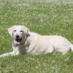Yellow labrador retriever Stock Photo by ©CaptureLight 8405161
