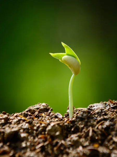 Growing seed Stock Photos, Royalty Free Growing seed Images | Depositphotos
