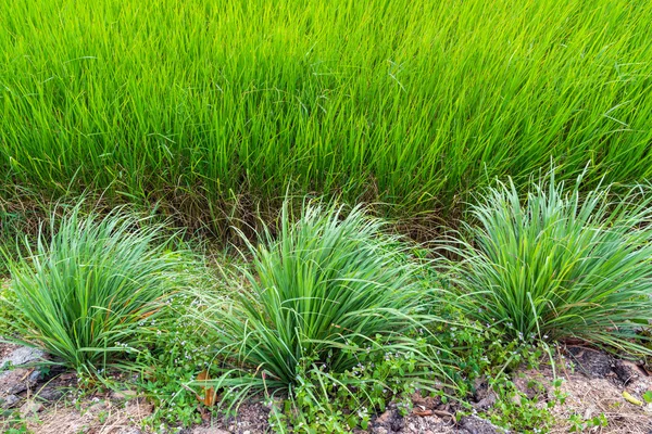 Lemon grass field Stock Photos, Royalty Free Lemon grass field Images ...