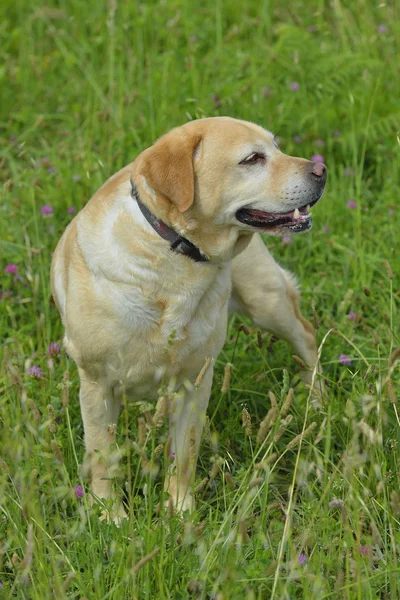 Fat labrador retriever Stock Photos, Royalty Free Fat labrador ...