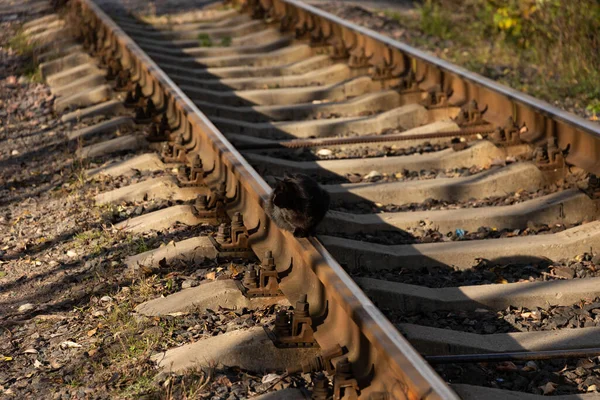 Rail head Stock Photos, Royalty Free Rail head Images | Depositphotos