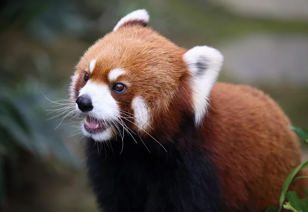 lovely red panda - Stock Image - Everypixel