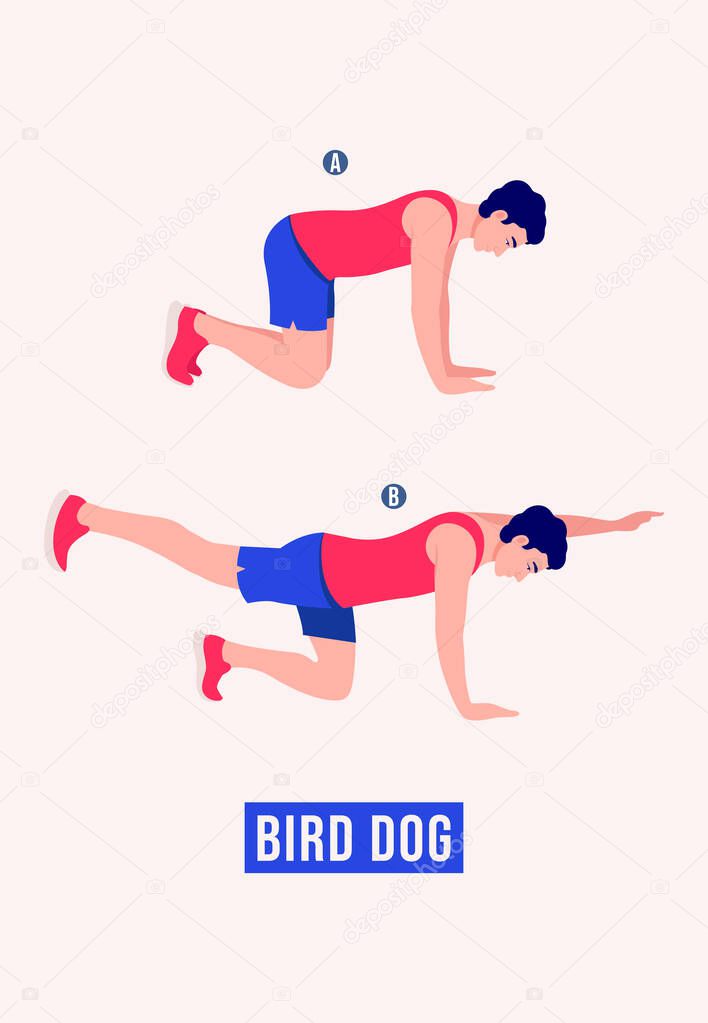 Los hombres que hacen ejercicio Bird Dog, los hombres entrenan fitness ...