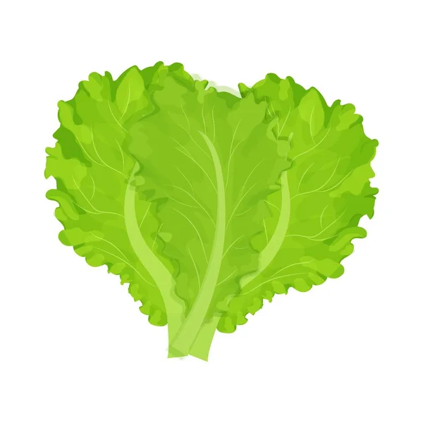 Slice Of Lettuce Clipart