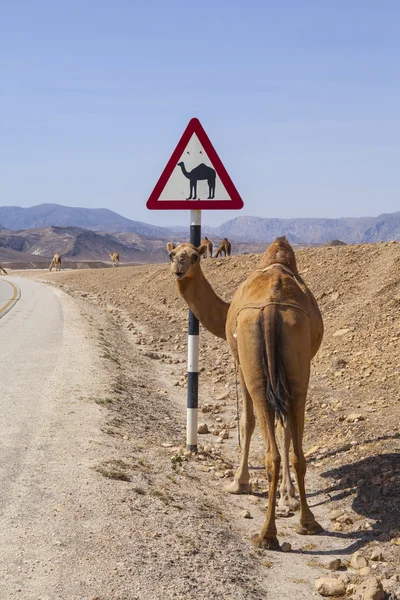 Camel crossing sign Stock Photos, Royalty Free Camel crossing sign ...