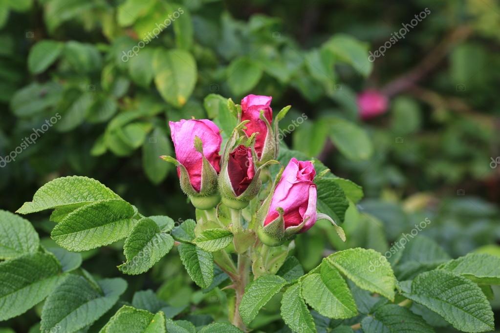 Rose Bush With Thorns