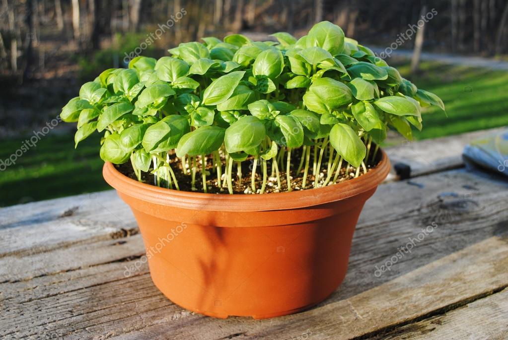 Large Healthy Basil Herb Plant Flourishing in Early Spring — Stock ...