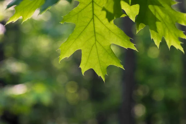 Young oak tree Stock Photos, Royalty Free Young oak tree Images ...