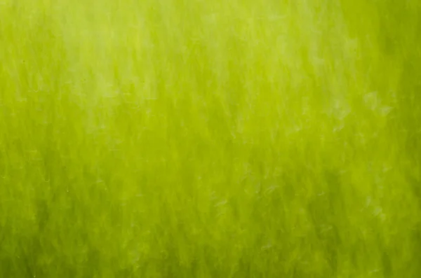 Microalgae Stock Photos, Royalty Free Microalgae Images | Depositphotos