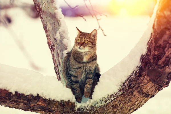 Chat Sibérien Gris Assis Sur Arbre Dans Verger D'hiver image libre de ...