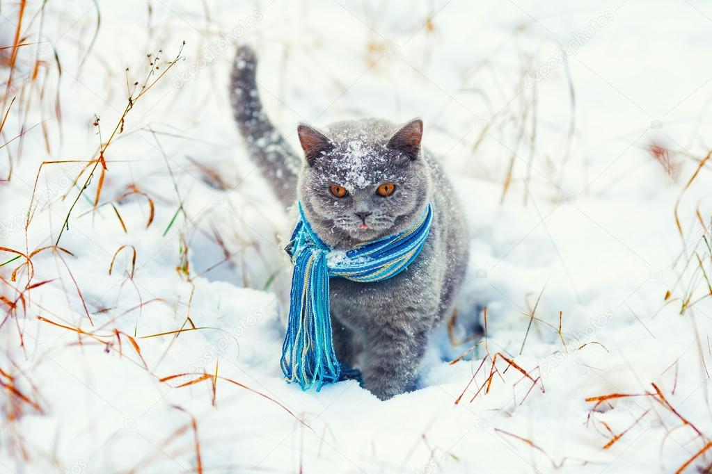 Cat wearing scarf Stock Photo by ©vvvita 60262101