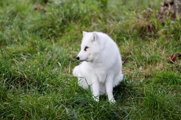 Small white wolf Stock Photos, Royalty Free Small white wolf Images ...