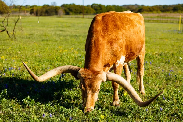 Texas longhorn bull photo Stock Photos, Royalty Free Texas longhorn ...