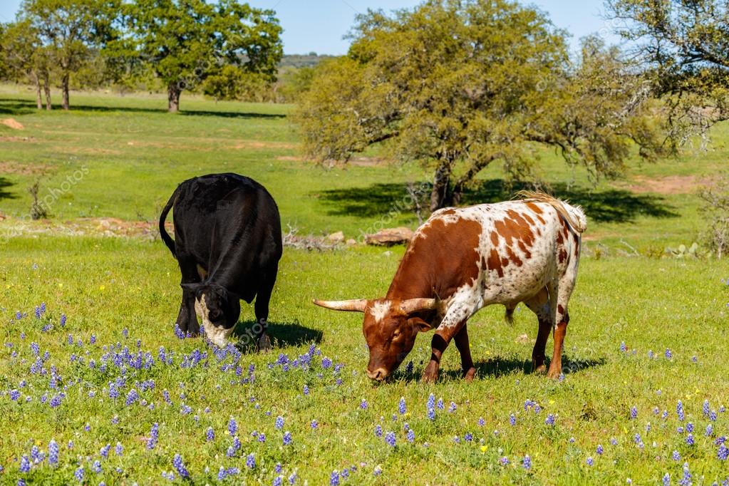 Texas cattle grazing — Stock Photo © fotoluminate #110697386