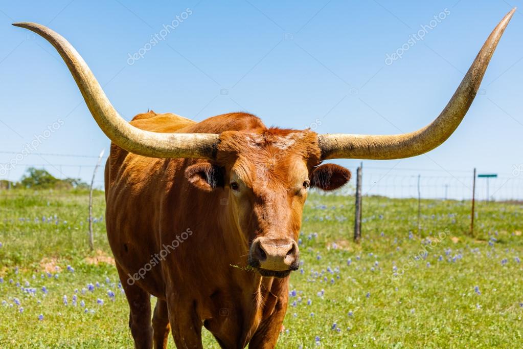 Beautiful longhorn bull Stock Photo by ©fotoluminate 110698410