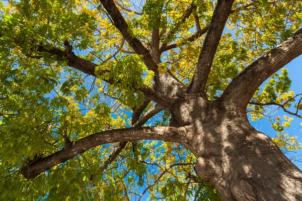 Beautiful tree Stock Photos, Royalty Free Beautiful tree Images ...